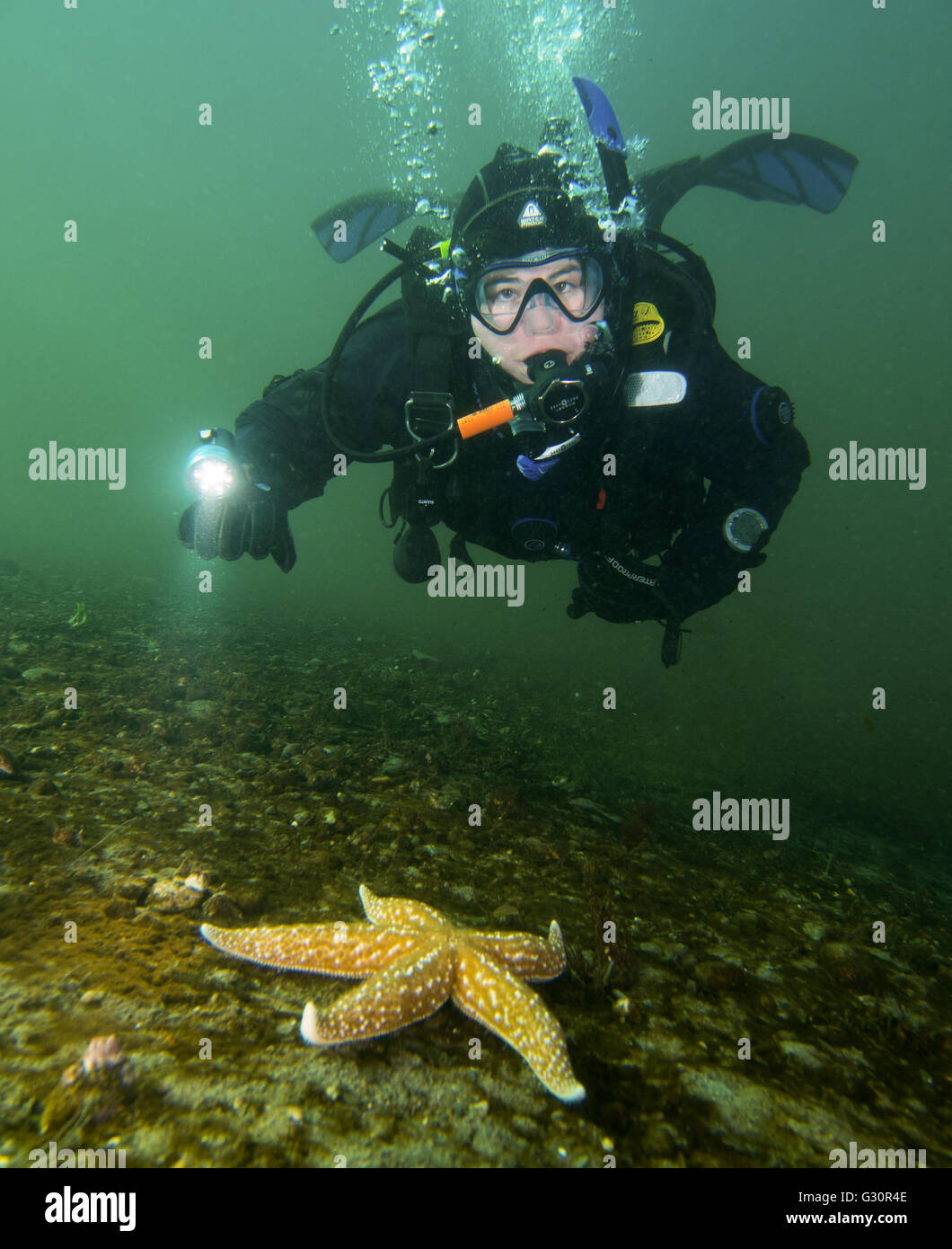 Burien sea stars starfish hi-res stock photography and images - Alamy