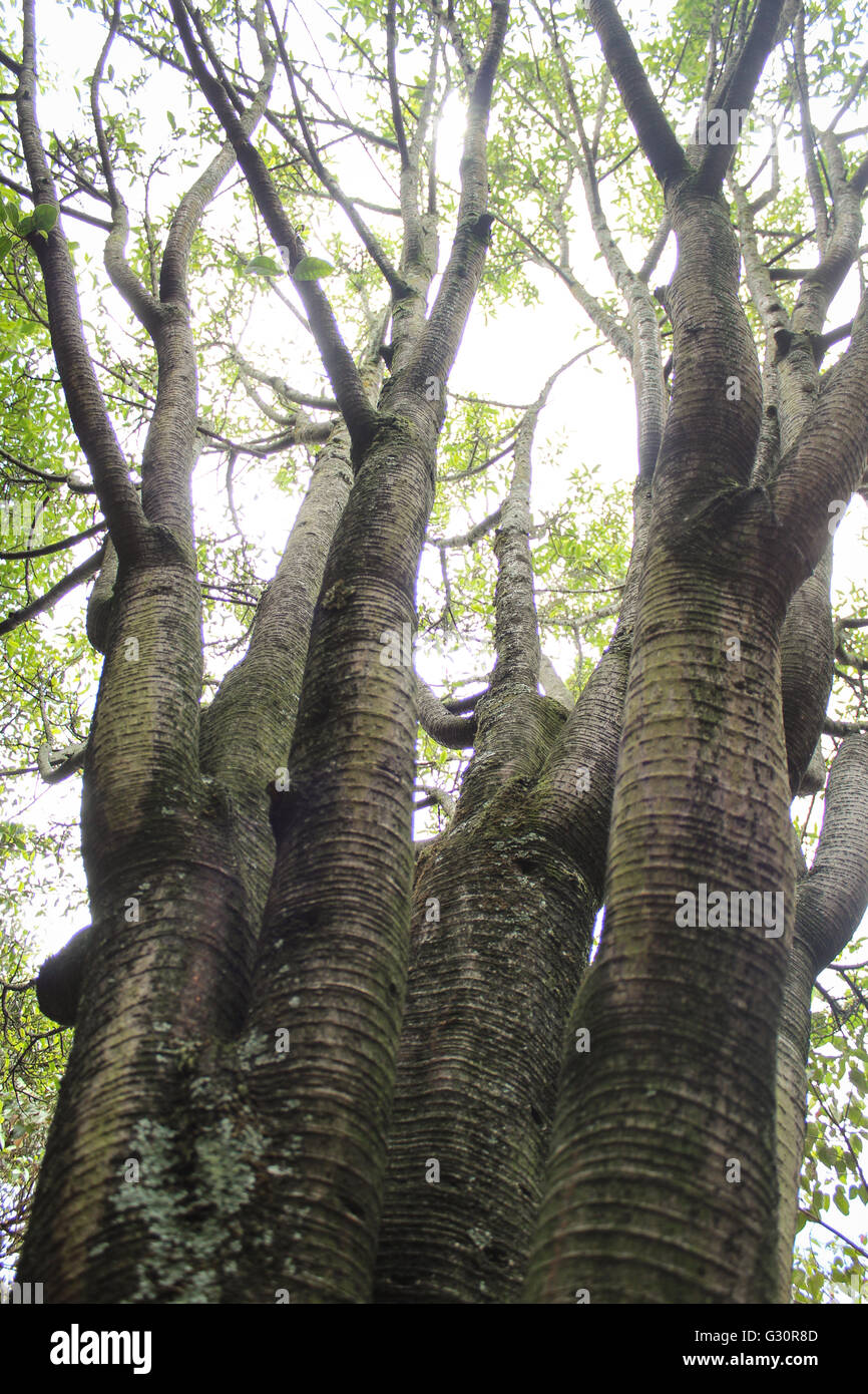 Old multiple-branched tree Stock Photo - Alamy