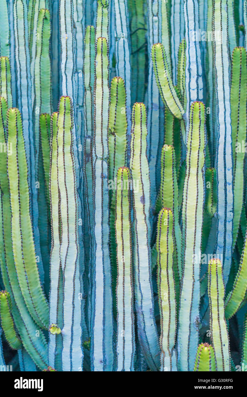 National flower of mexico hi-res stock photography and images - Alamy