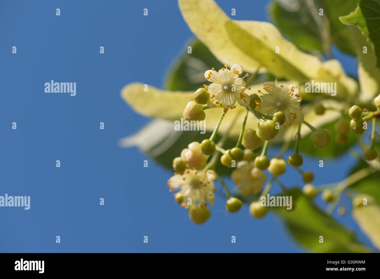 Linden flower in tree branch isolated against blue sky Stock Photo - Alamy