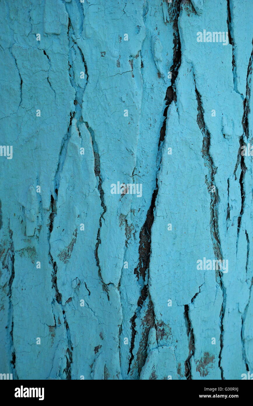 Cassia tree hi-res stock photography and images - Alamy