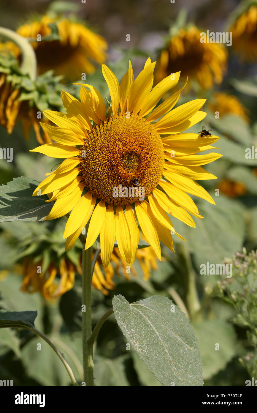 Sunflower single hi-res stock photography and images - Alamy