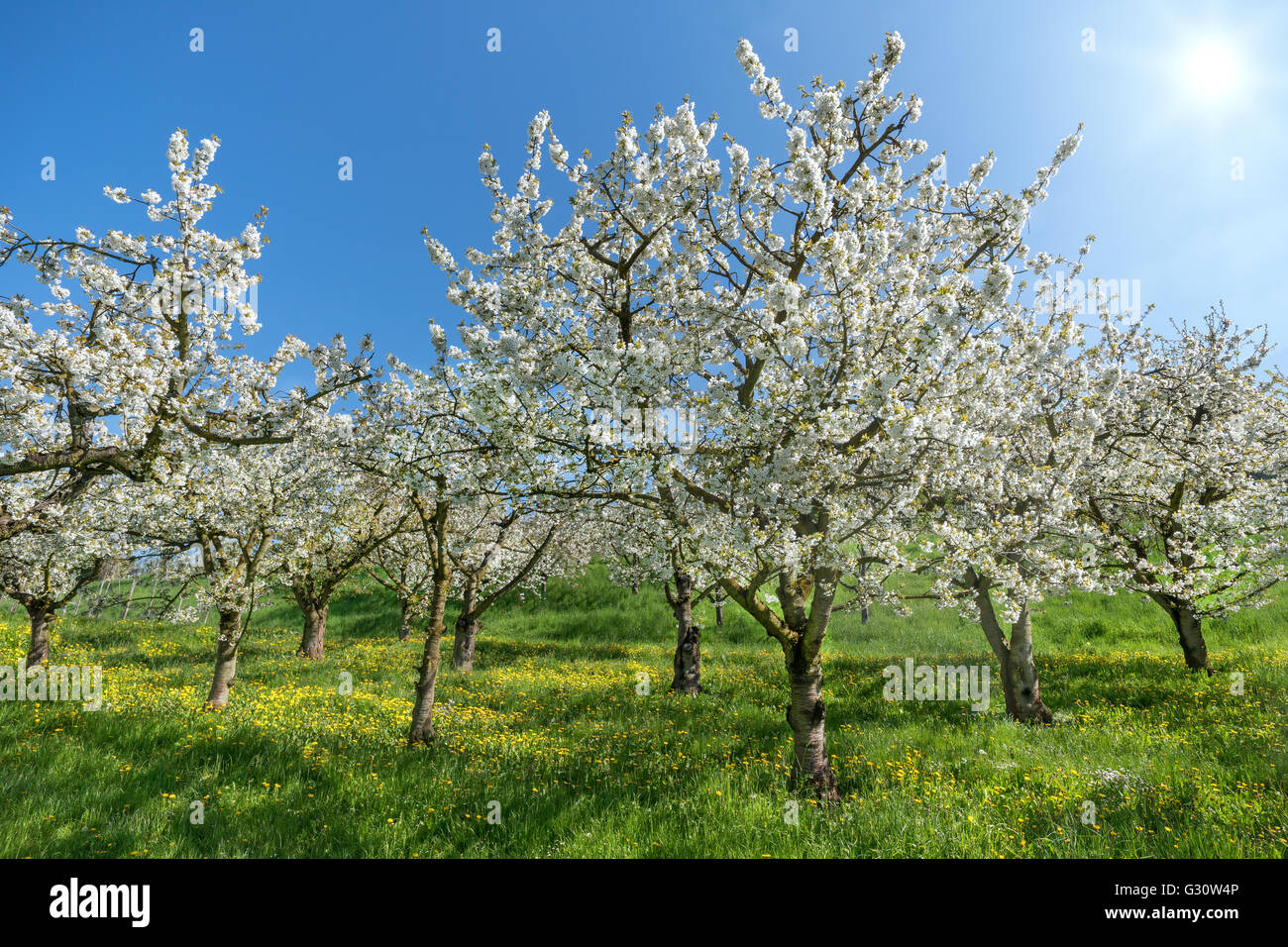 Beautiful fruit tree blooming hi-res stock photography and images - Alamy