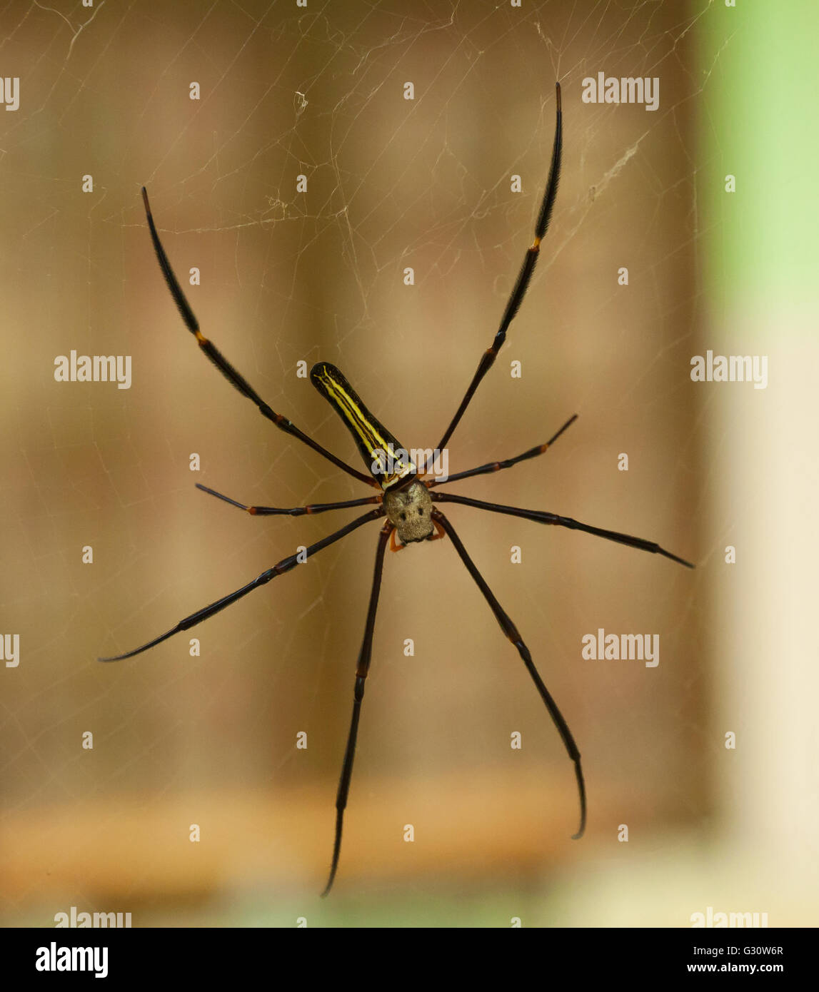 Female golden web spider Nephila pilipes Bali, Lombok , Indonesia Stock ...