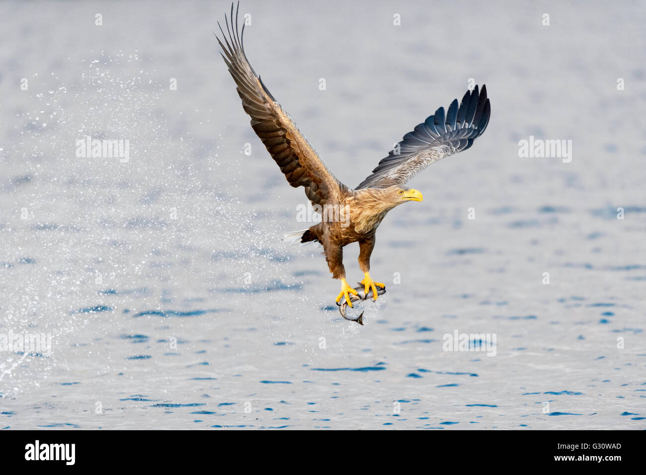 The great white sea eagle hi-res stock photography and images - Alamy