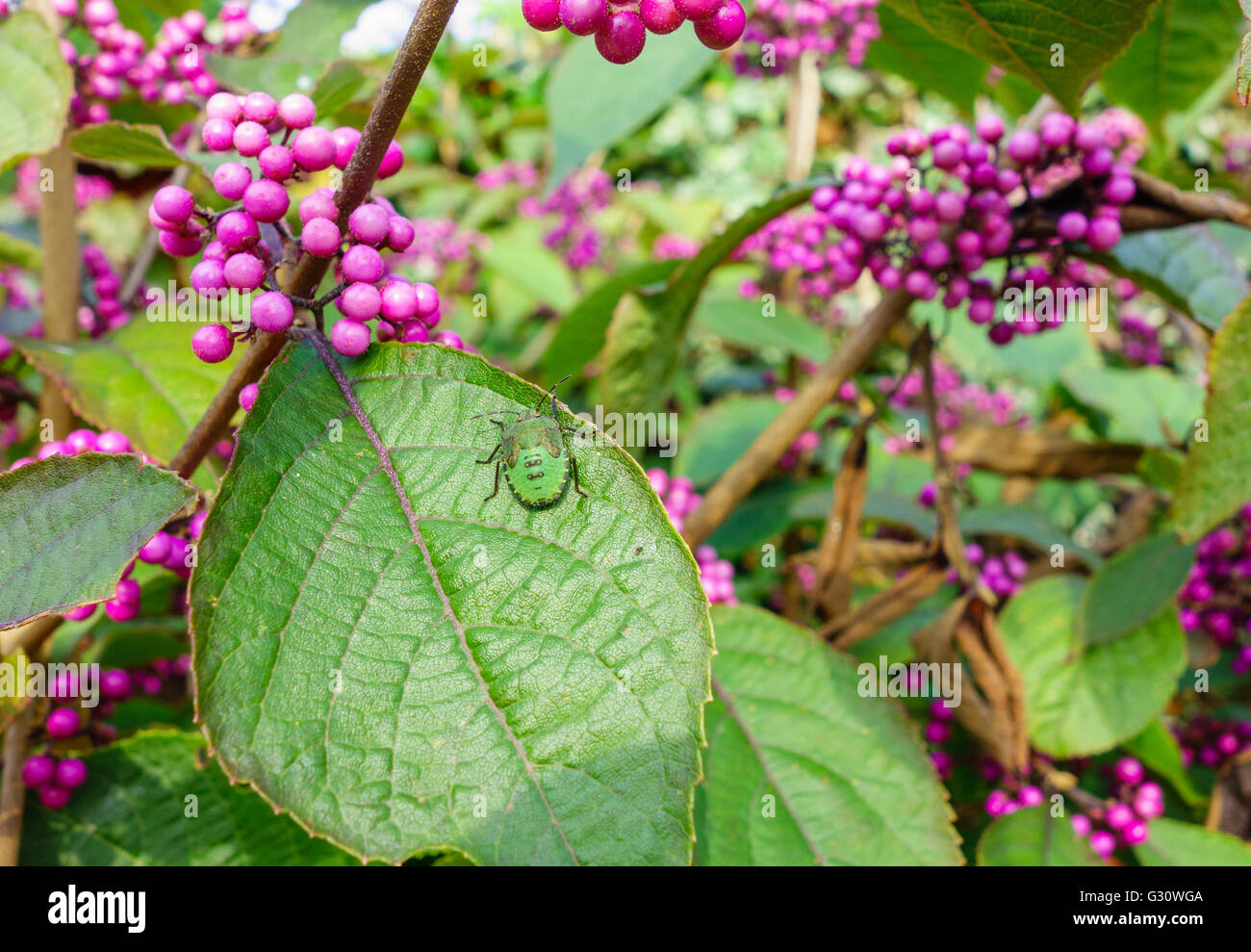 Juvenile stink bug hi-res stock photography and images - Alamy