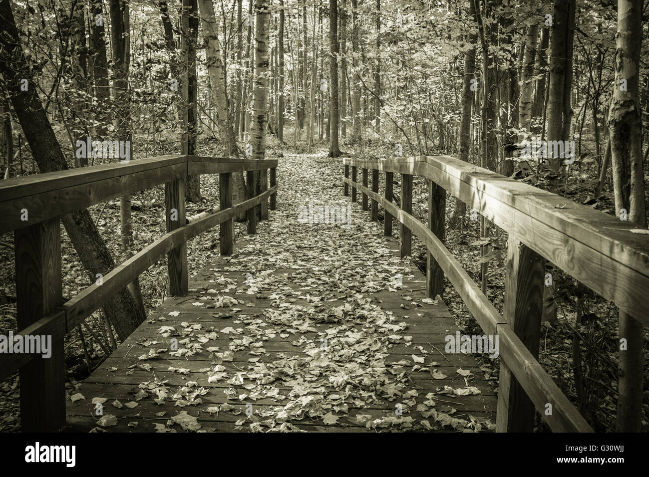 Journey Through The Forest. Wooden footbridge over a ravine winds ...