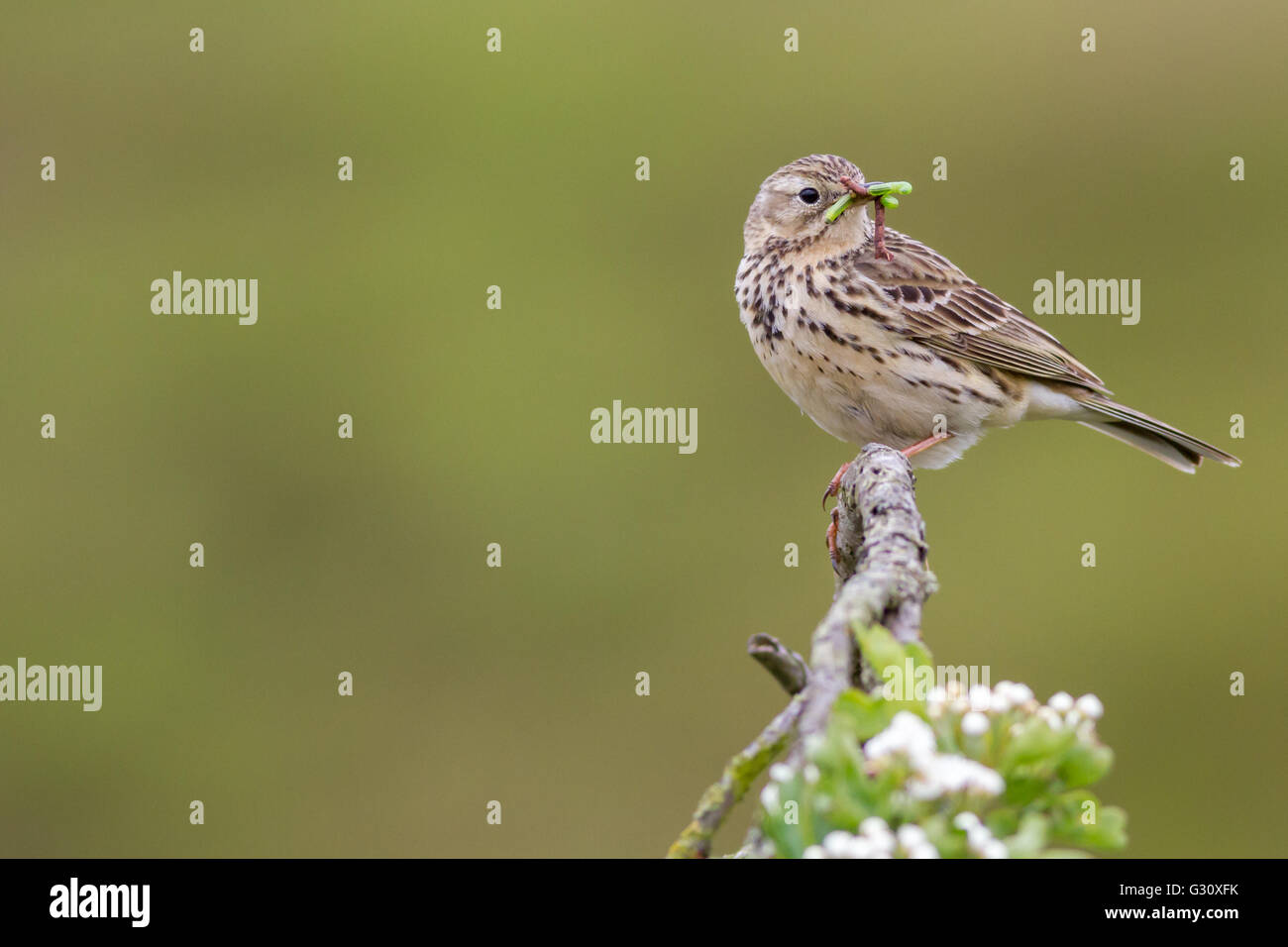 Amber status bird hi-res stock photography and images - Alamy