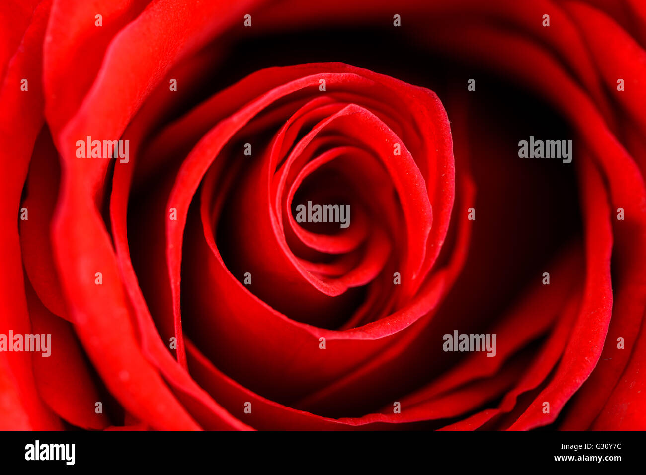 Red Rose Petals Stock Photo - Alamy