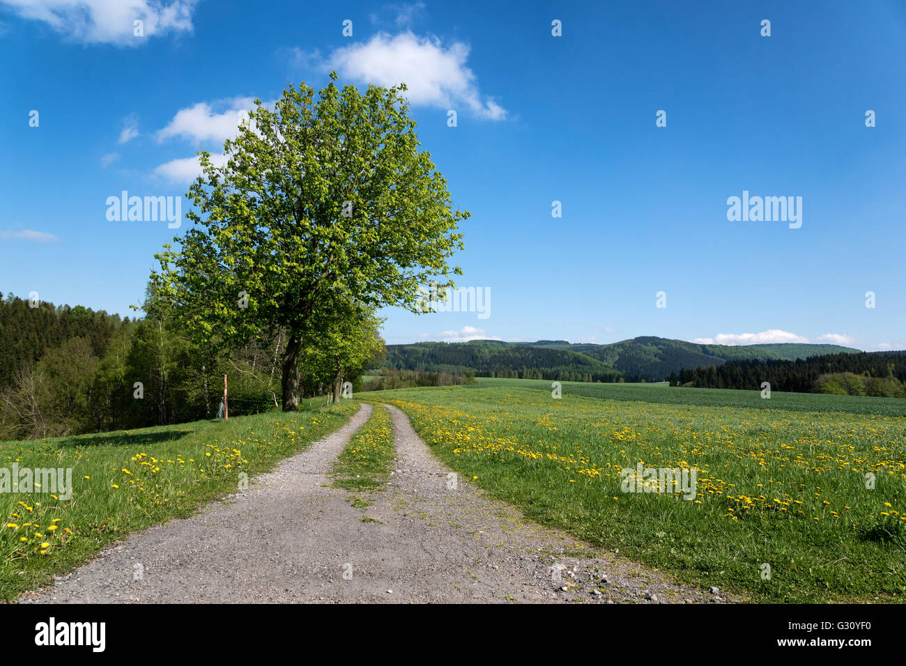Green meadow with path, tree and clouds in the springtime Stock Photo ...