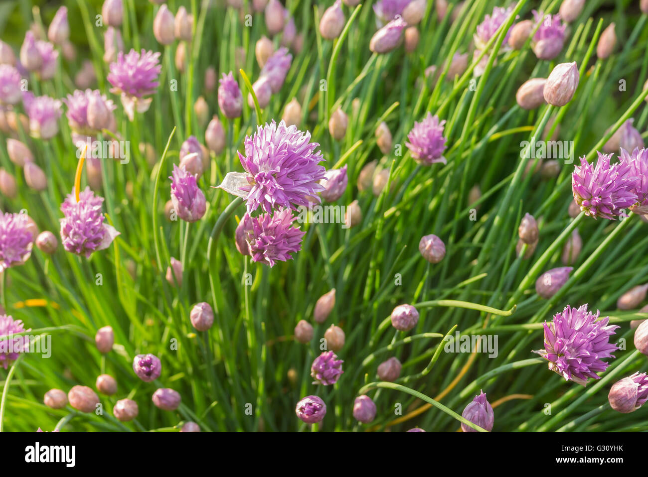 Onion season hi-res stock photography and images - Alamy
