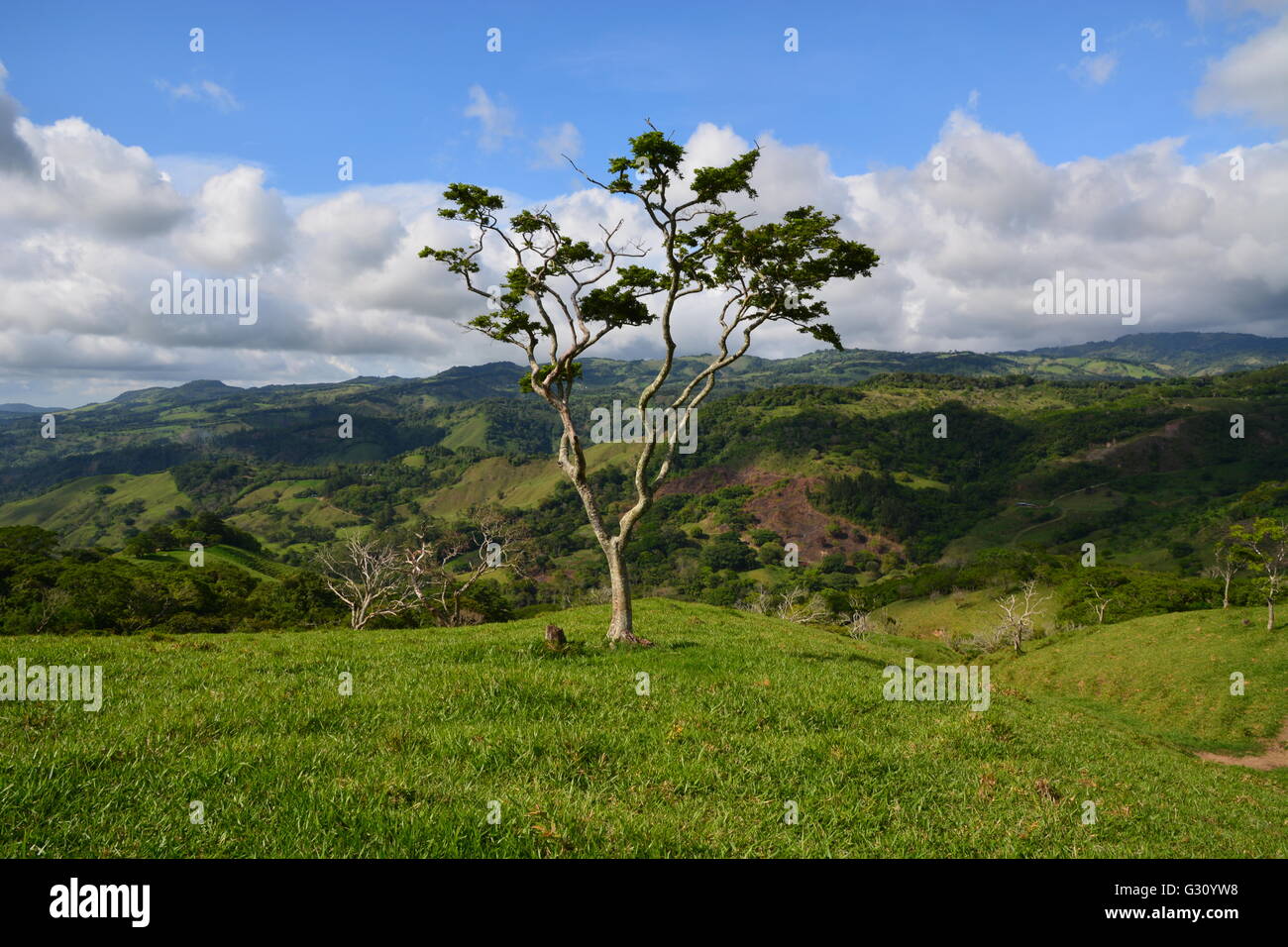 Lone tree at the top of a mountain in the Costa Rica Rain Forest Stock ...
