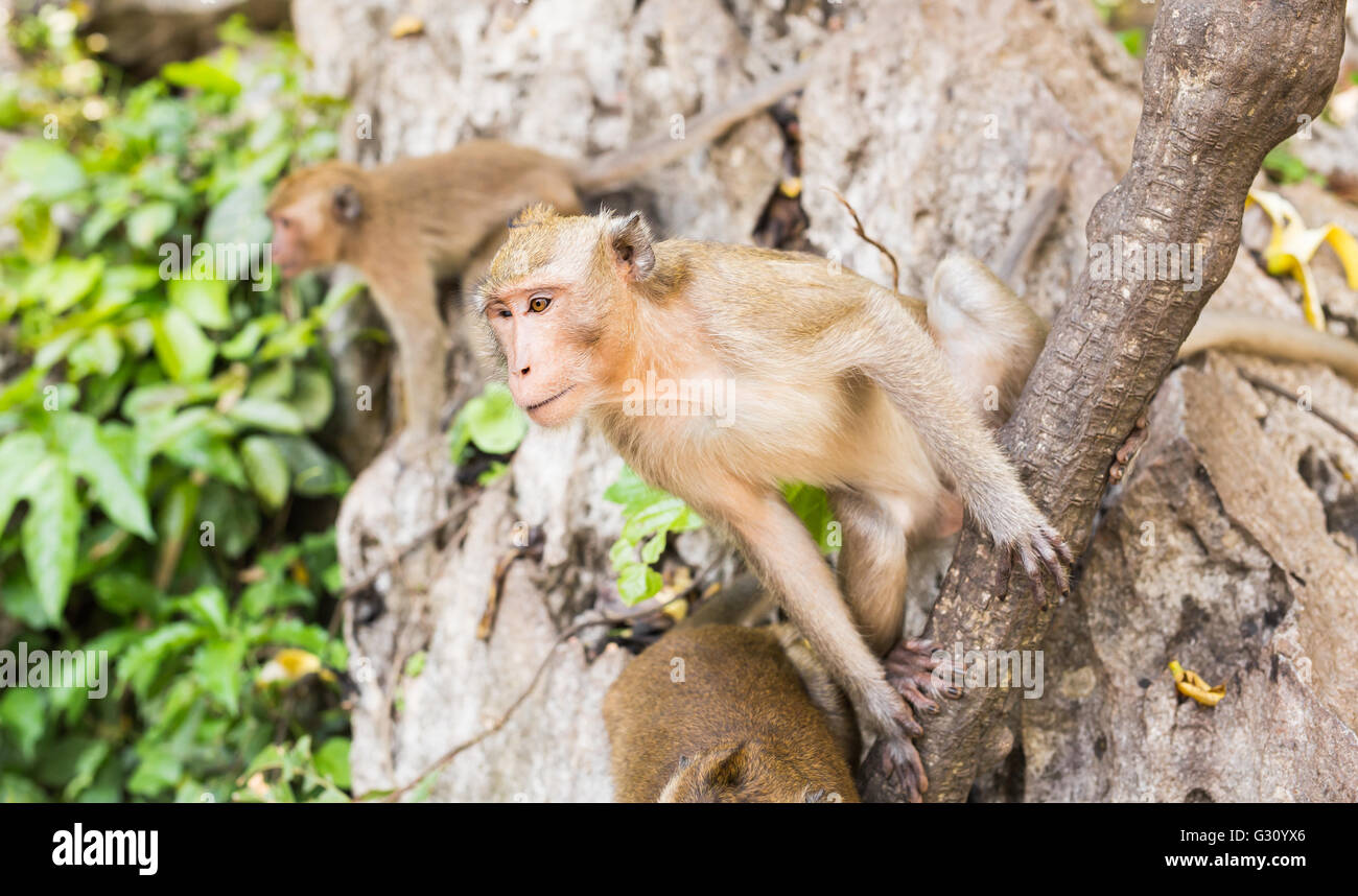 Cute wild monkey Stock Photo - Alamy