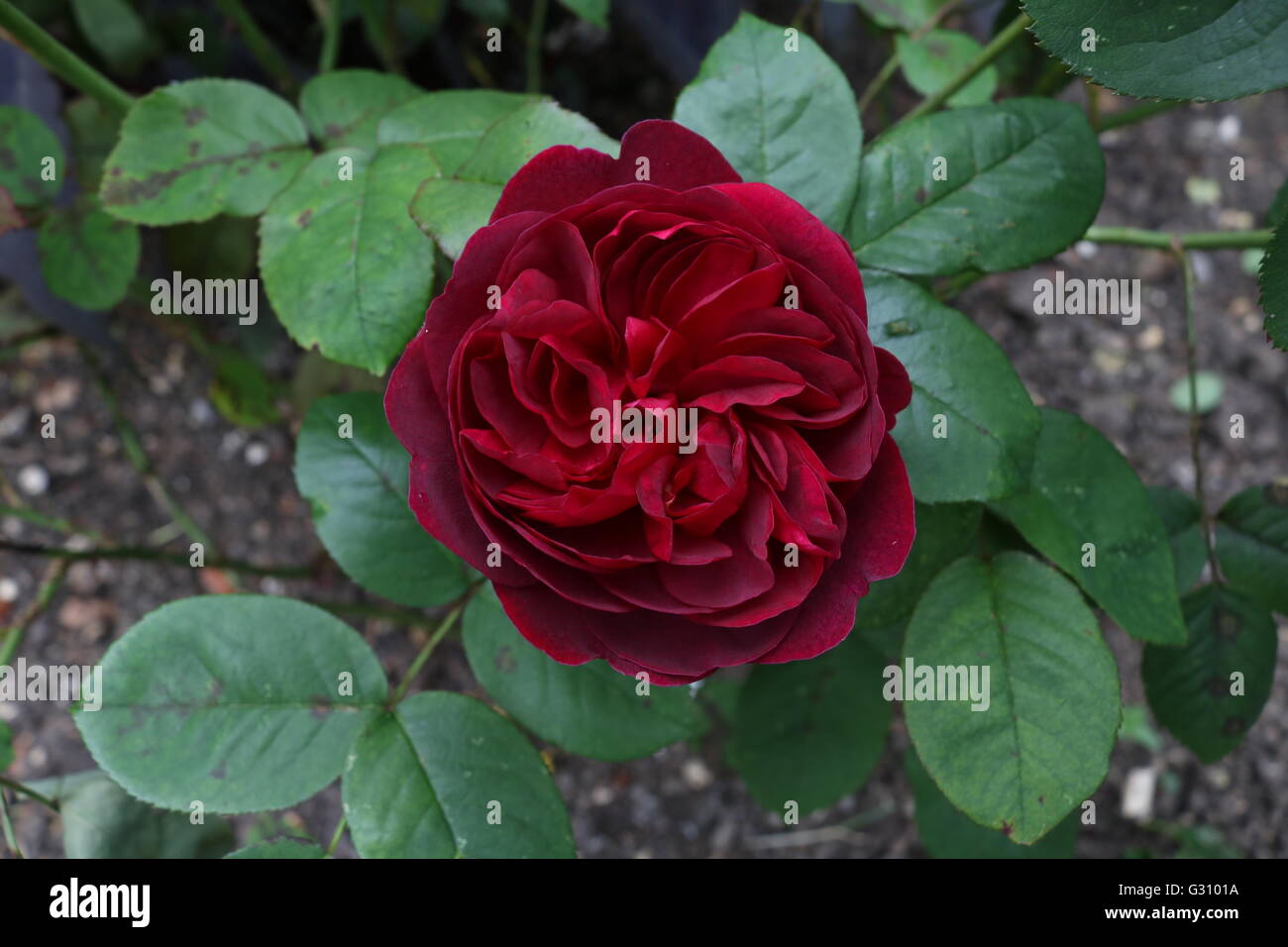 David austin rose hi-res stock photography and images - Alamy