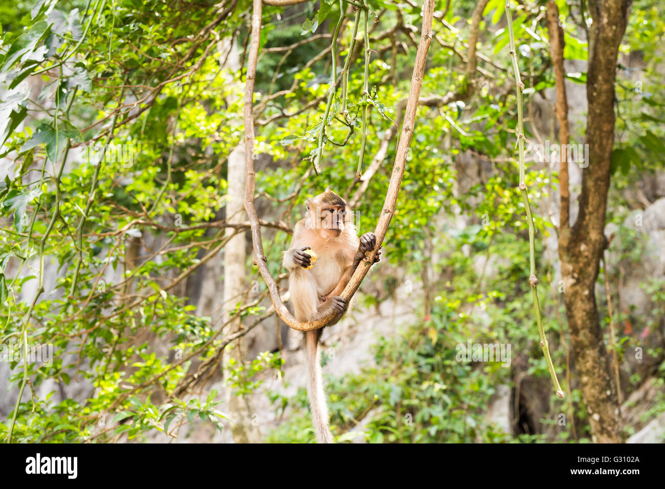 Monkey in real life hi-res stock photography and images - Alamy