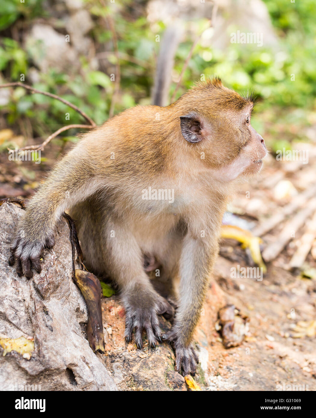 Cute wild monkey Stock Photo - Alamy