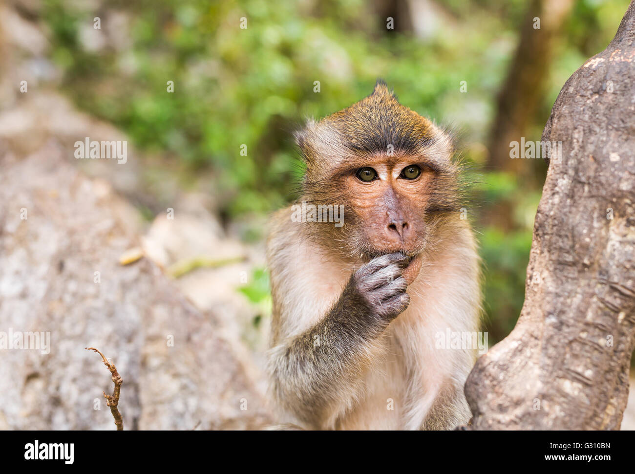 Monkey face close up Stock Photo - Alamy