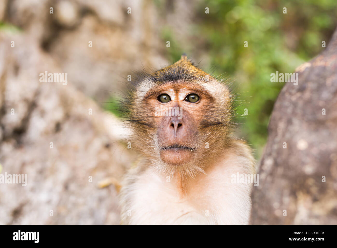 Monkey face close up Stock Photo - Alamy