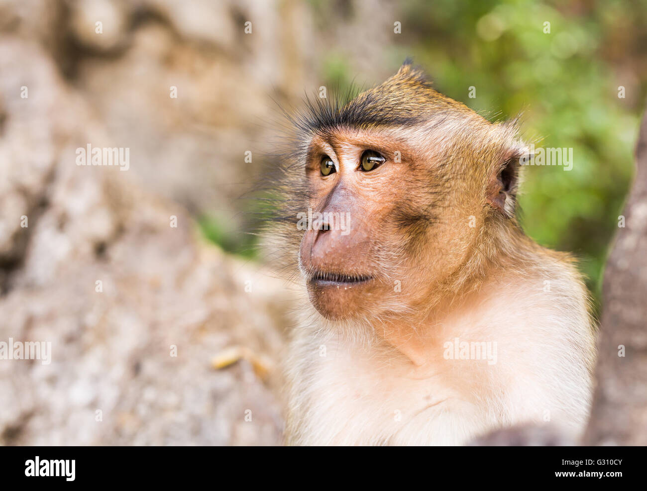 Monkey face close up hi-res stock photography and images - Alamy