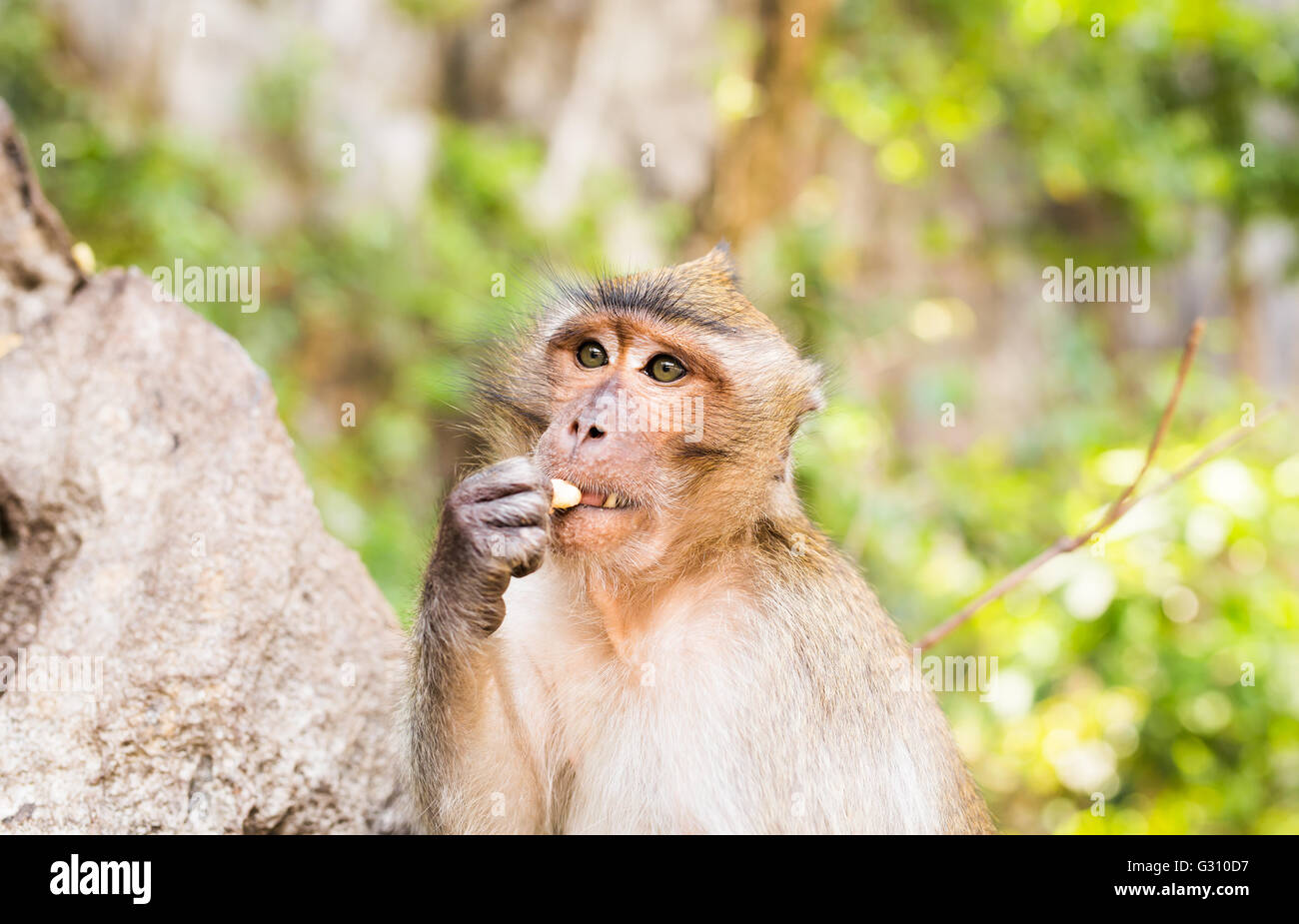 Monkey face close up Stock Photo - Alamy