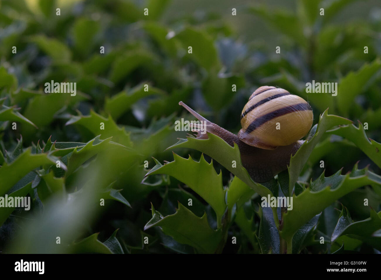 Snail Morning Migration Stock Photo - Alamy