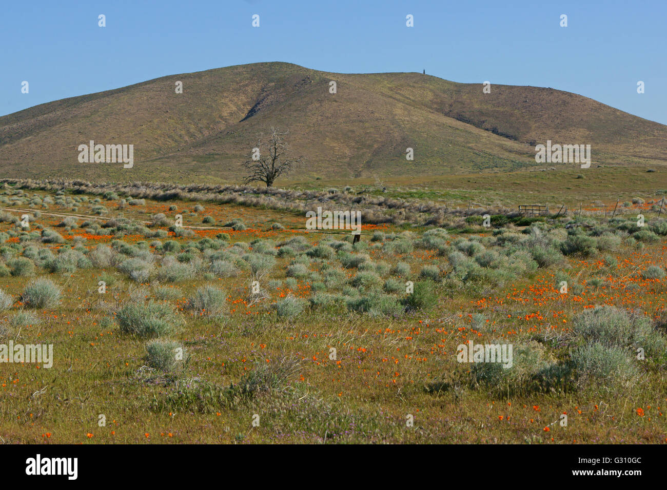 Los angeles nature reserve hi-res stock photography and images - Alamy