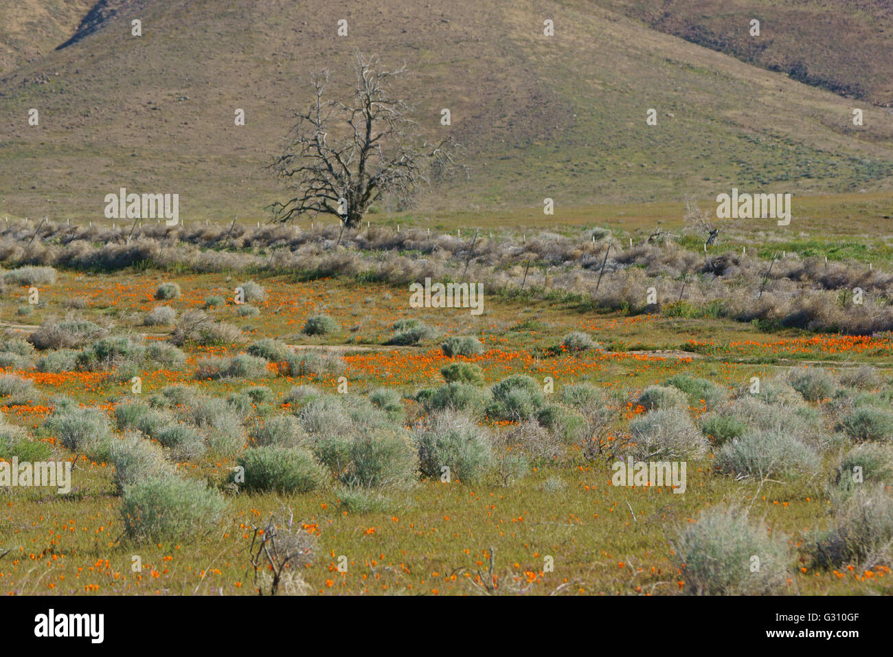 Los angeles nature reserve hi-res stock photography and images - Alamy
