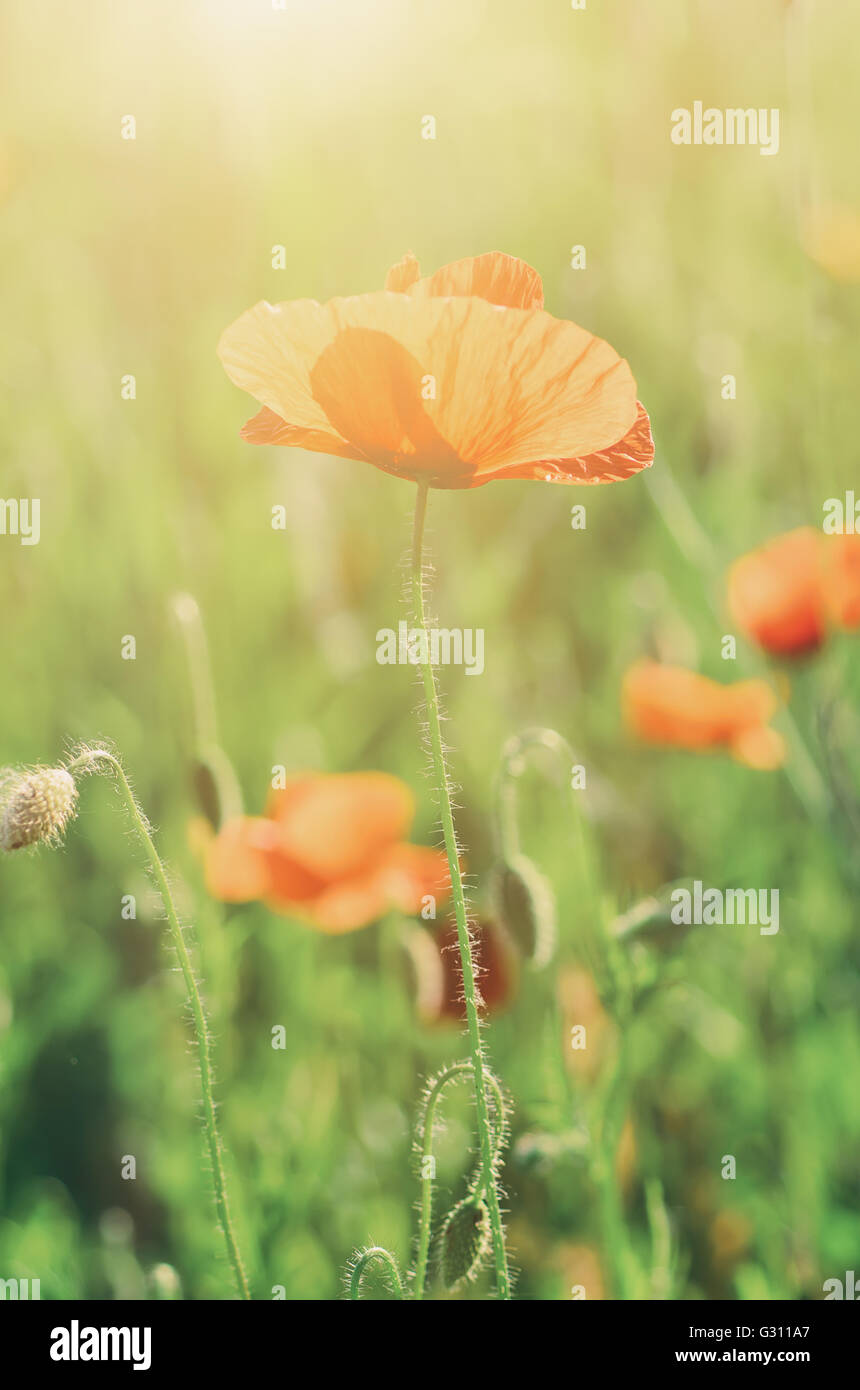 Red spring poppy Stock Photo - Alamy