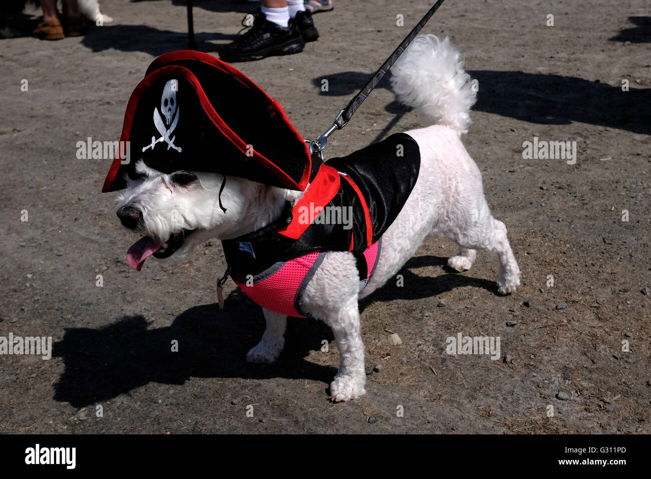 Dog parade hi-res stock photography and images - Alamy