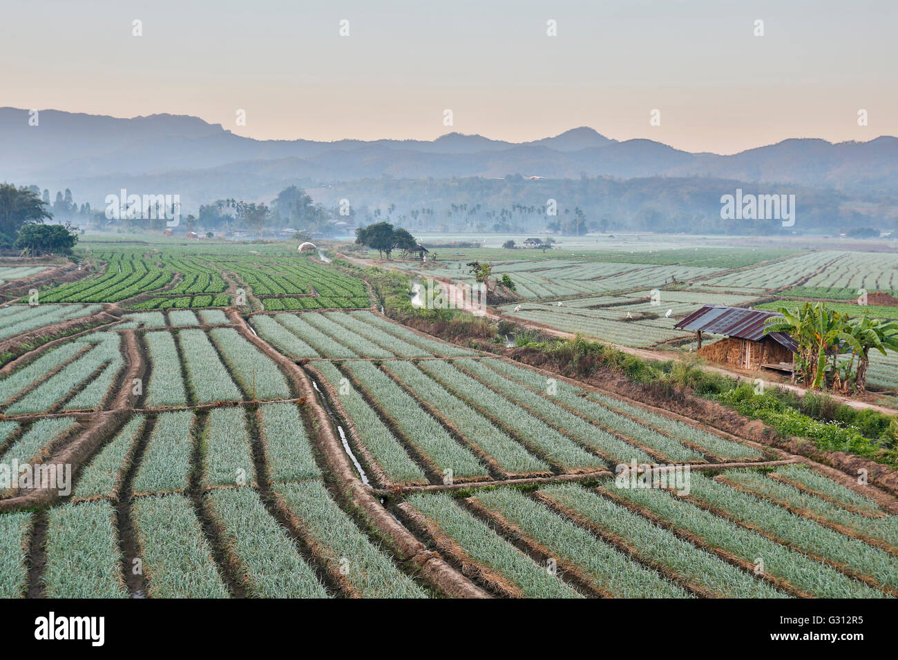 Shallots field with mountain background, Thailand Stock Photo - Alamy