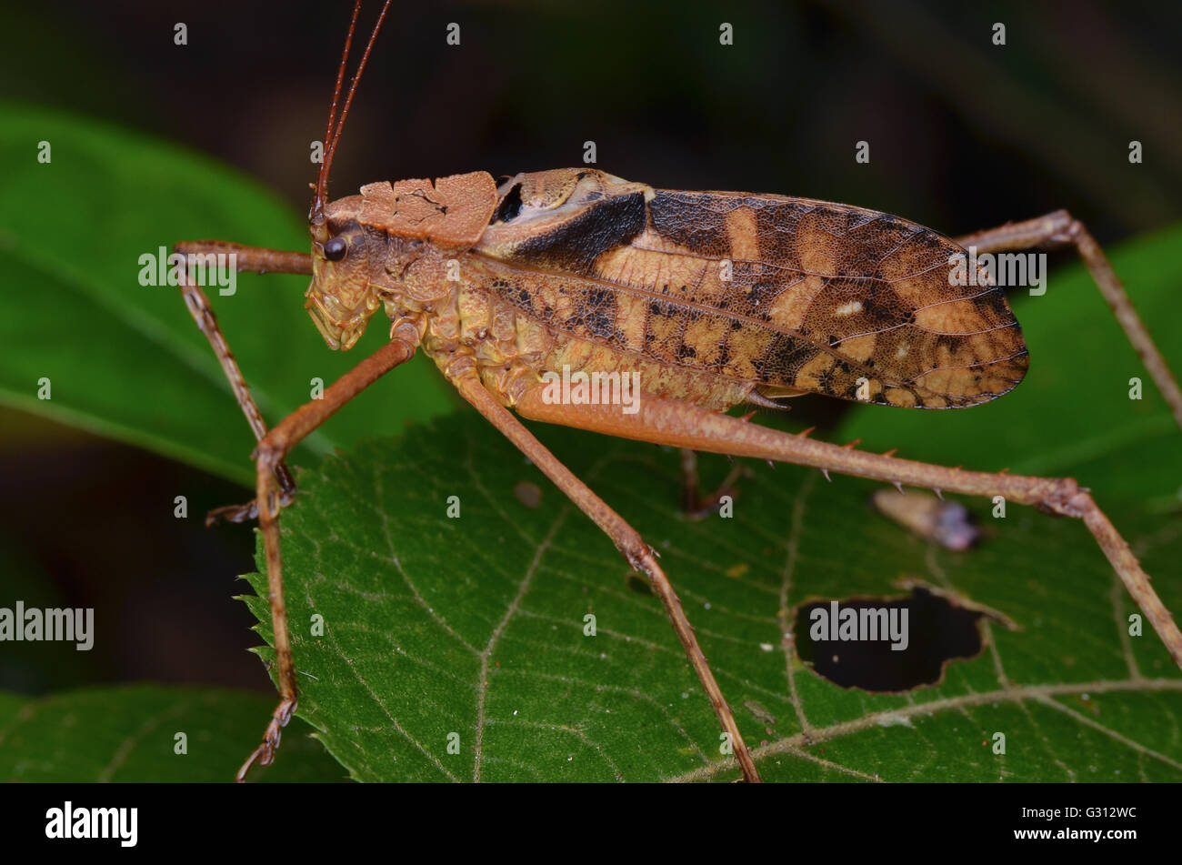 Katydid camouflage hi-res stock photography and images - Alamy