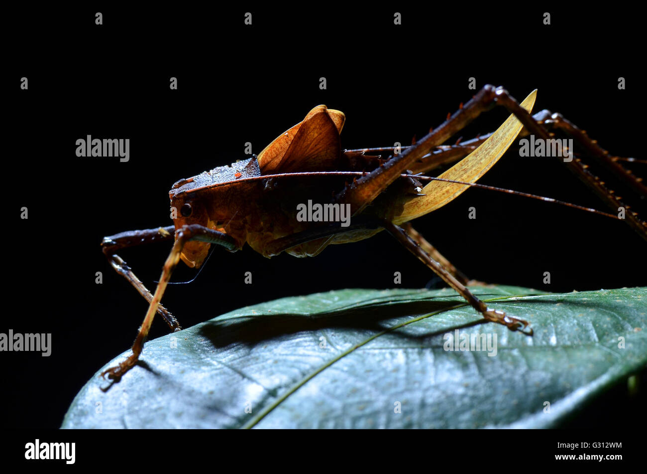 close up image of a katydid Stock Photo - Alamy