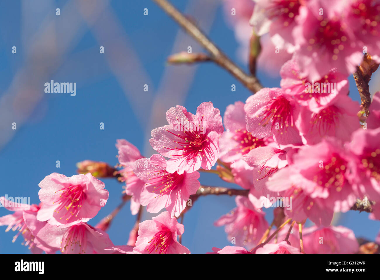 Cherry blossom, sakura flowers Stock Photo - Alamy