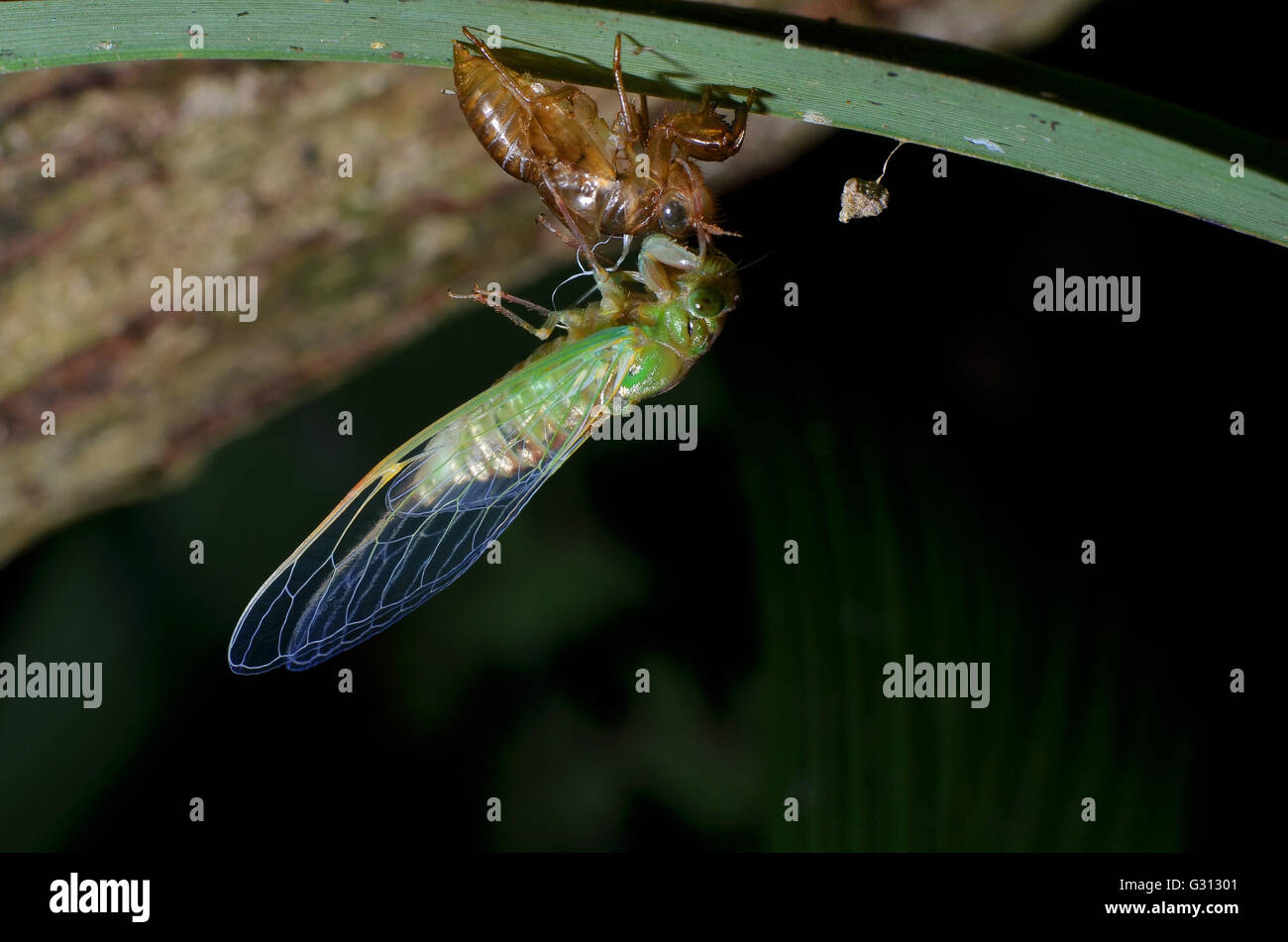 A close-up image of emerging green cicada Stock Photo - Alamy