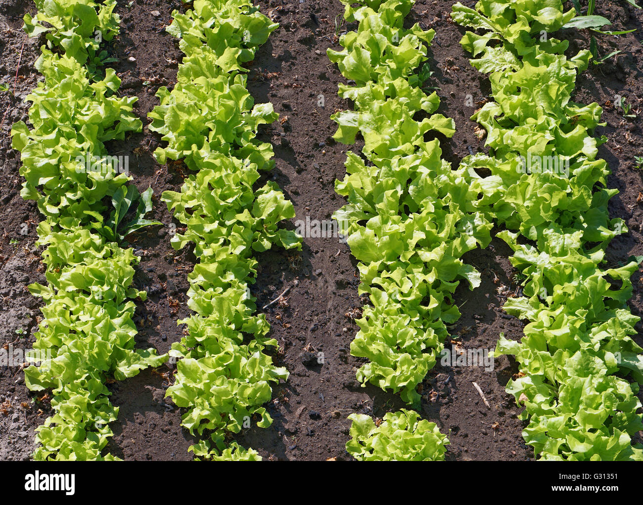 Bed with fresh sunny green salad vegetables top view after the rain ...