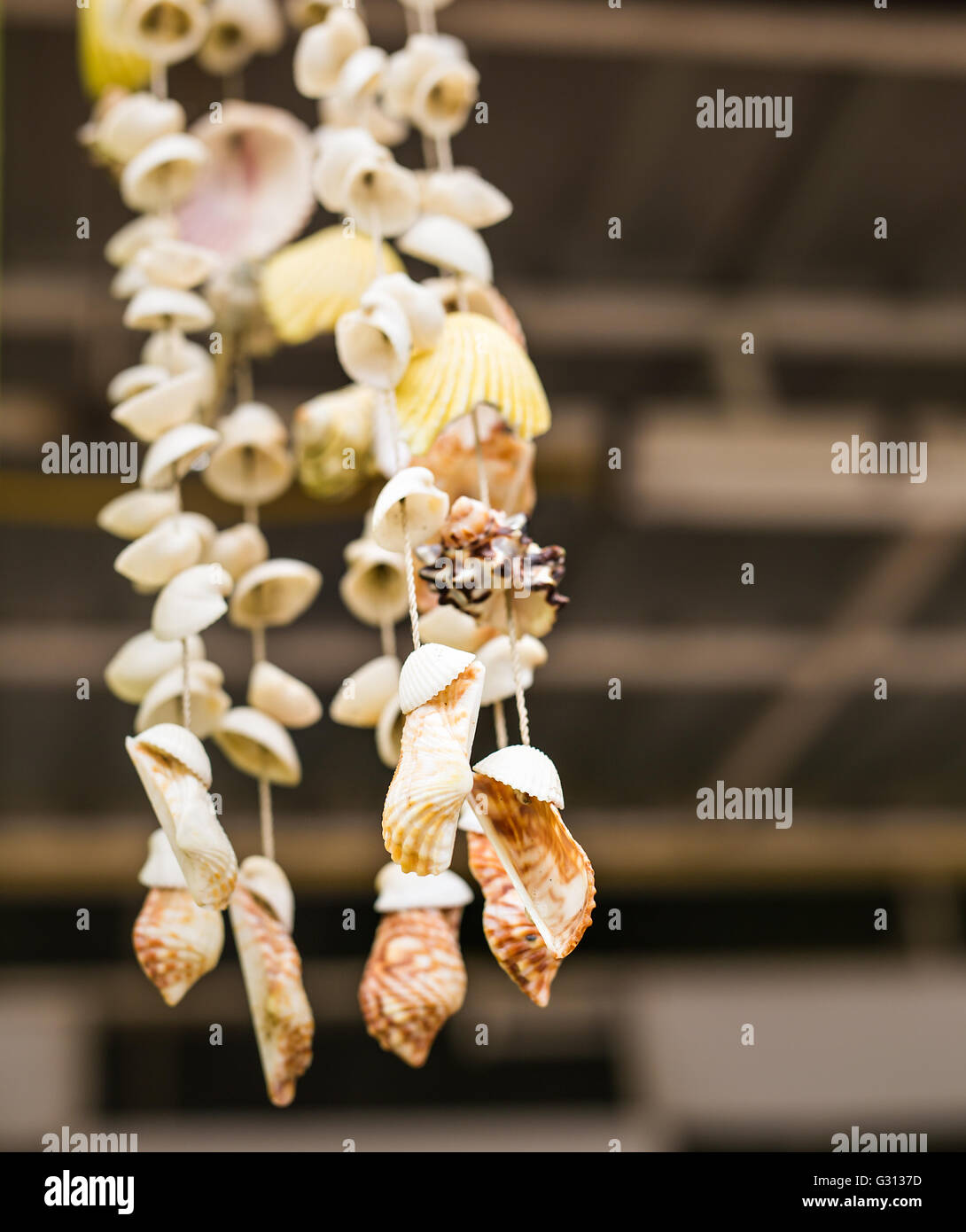 Seashells hanging decoration Stock Photo - Alamy