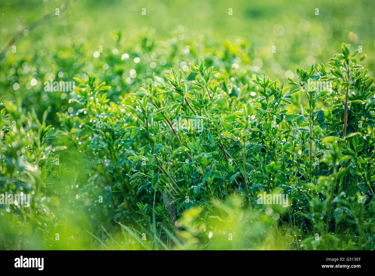 Clover texture hi-res stock photography and images - Alamy