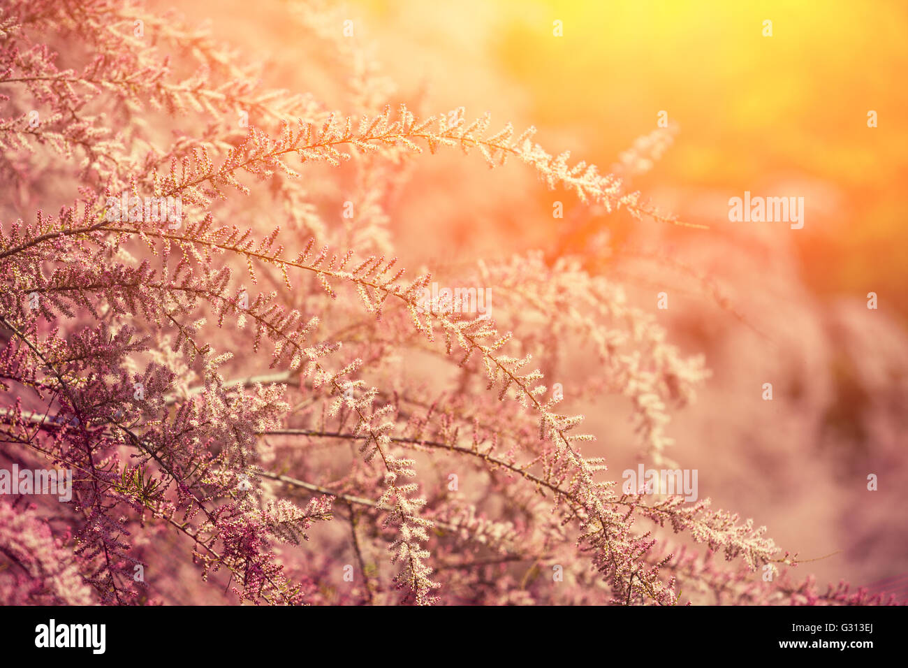 Tamaricaceae hi-res stock photography and images - Alamy