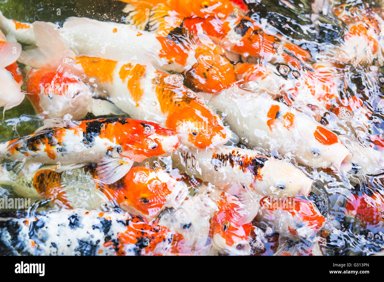 Feeding fish carp Stock Photo - Alamy