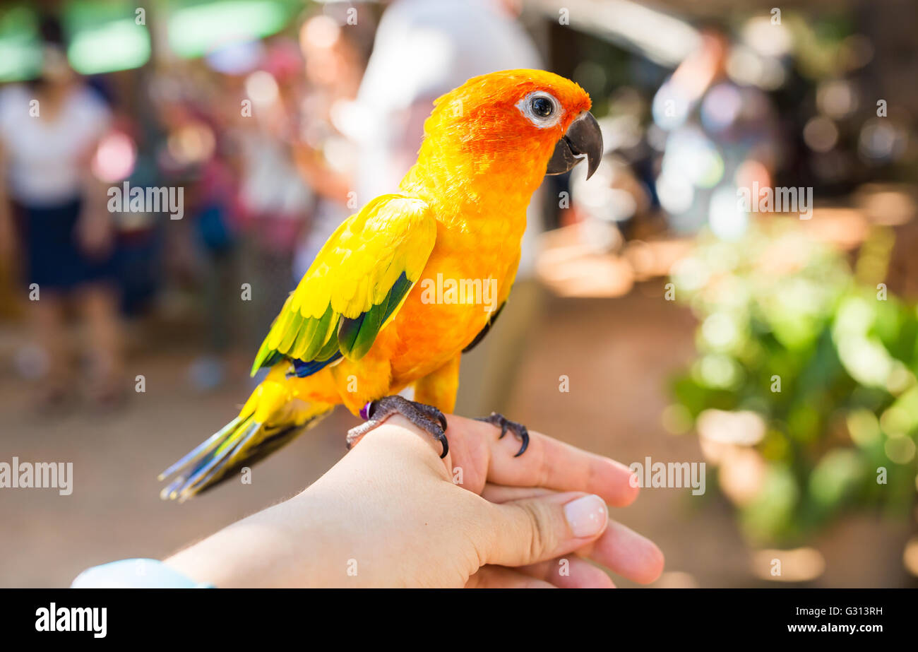 Yellow parrot, Sun Conure Stock Photo - Alamy