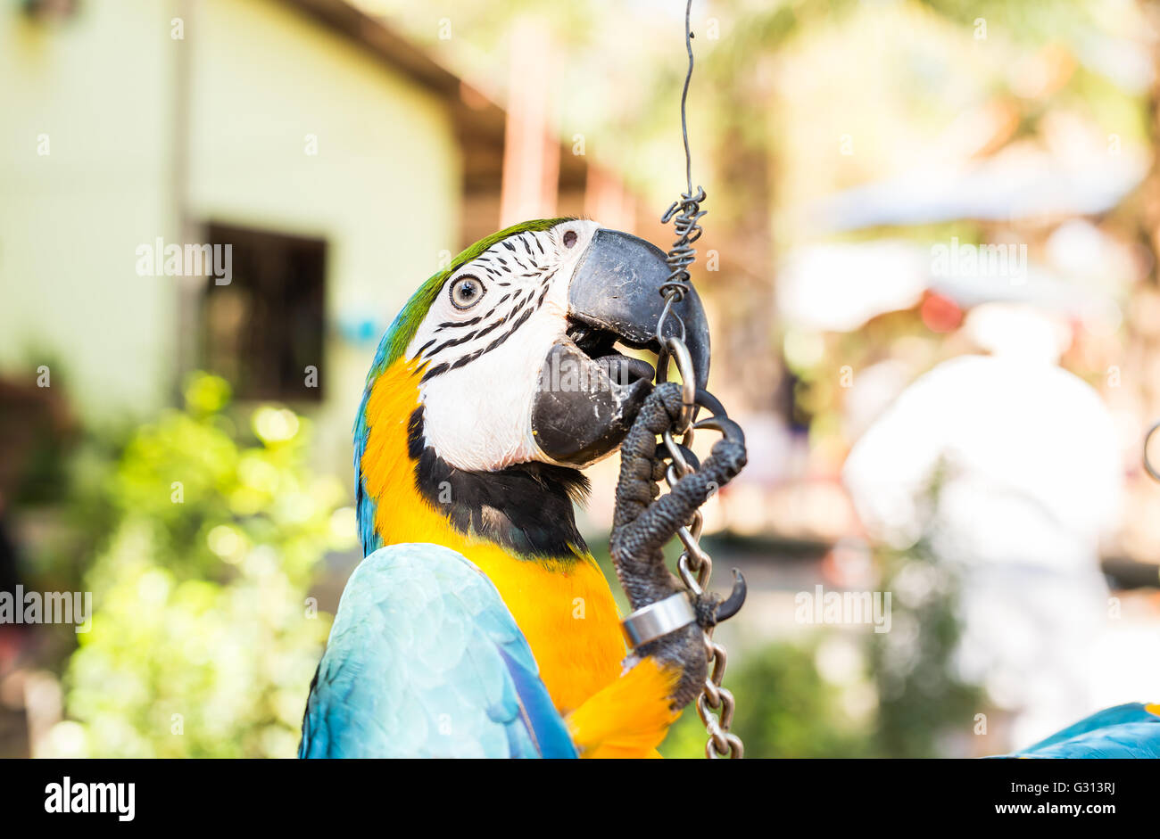 Colorful macaw in the park Stock Photo - Alamy