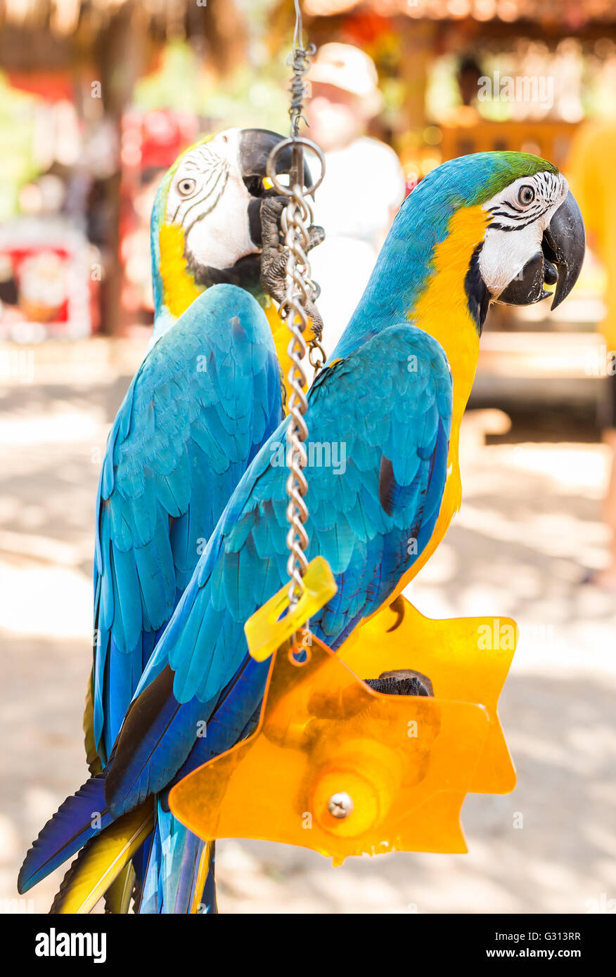 Colorful macaws in the park Stock Photo - Alamy