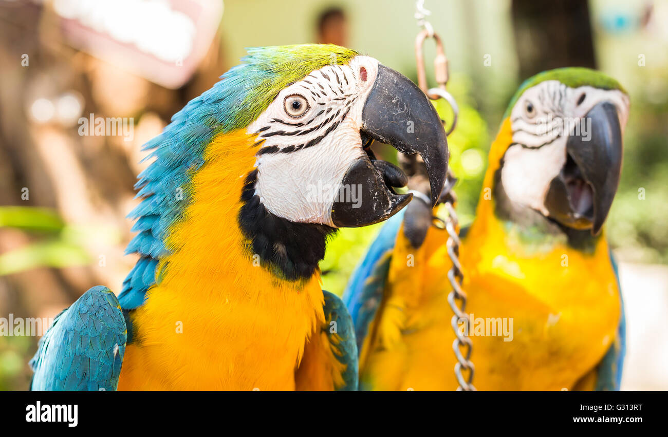 Colorful macaws in the park Stock Photo - Alamy