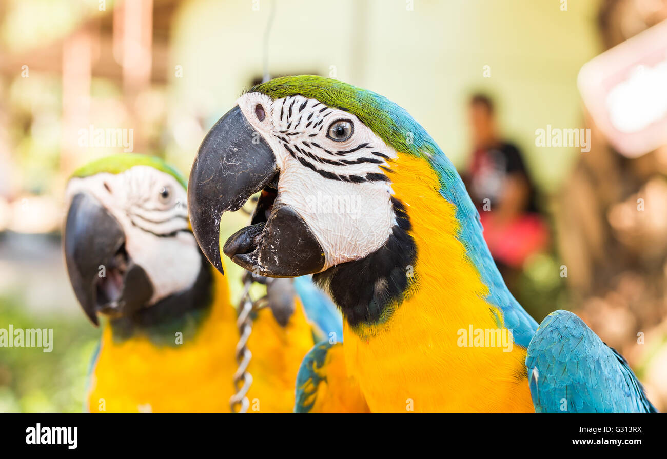 Colorful macaws in the park Stock Photo - Alamy
