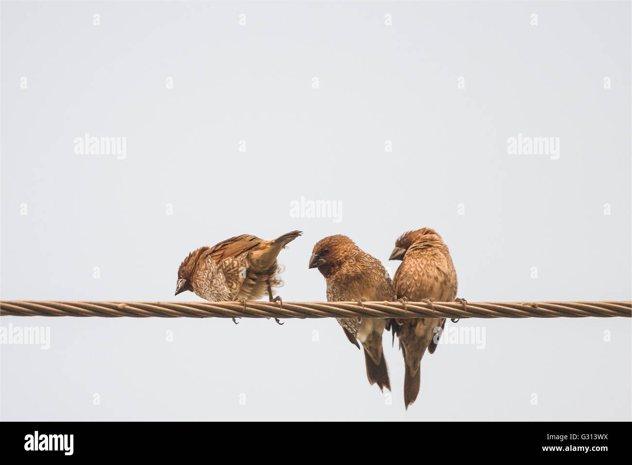 Ricebird Is Resting Stock Photo - Alamy