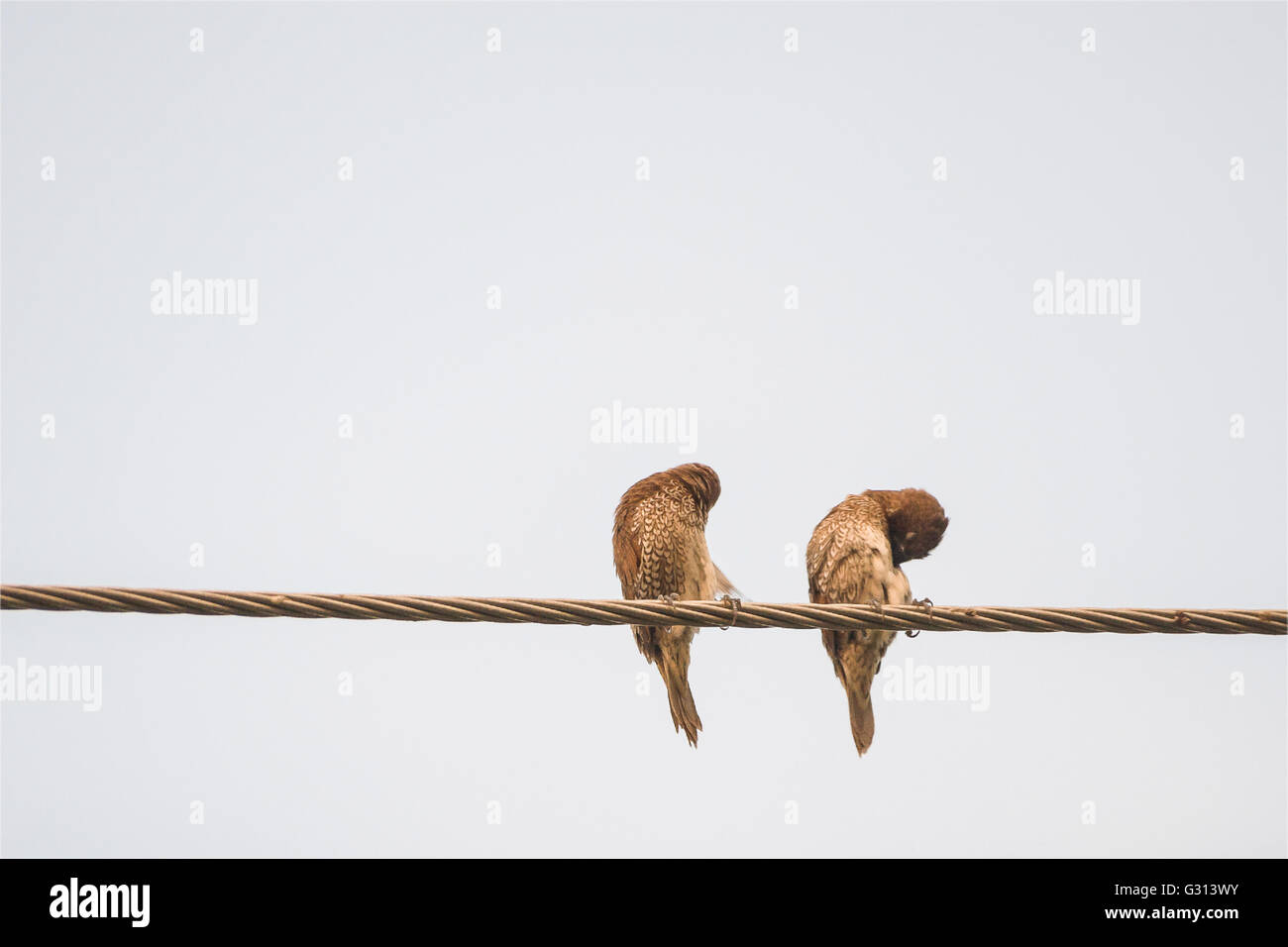 Ricebird hi-res stock photography and images - Alamy