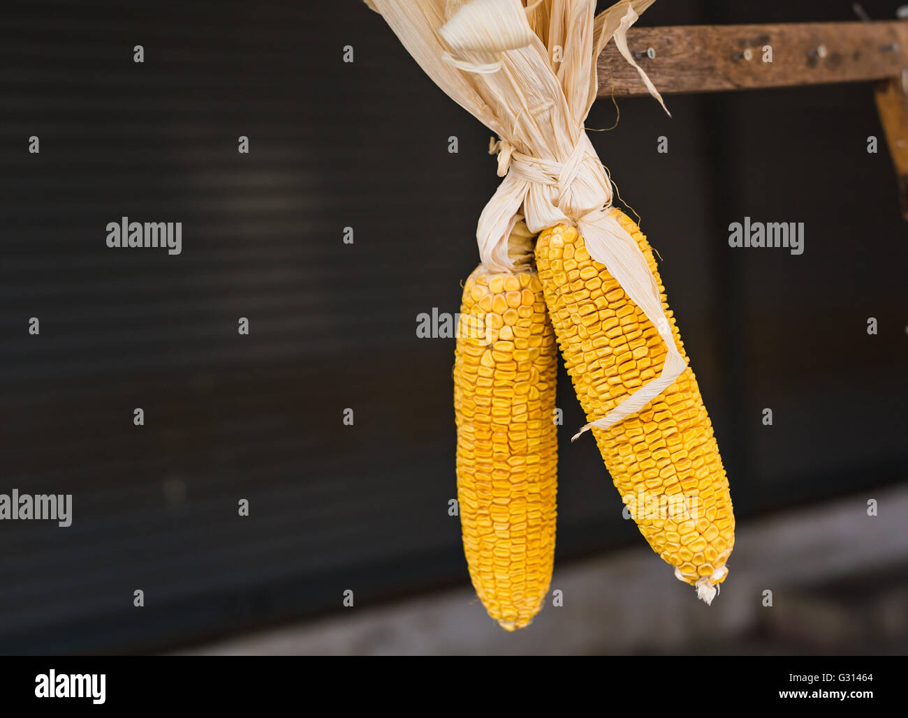 Two yellow corns Stock Photo - Alamy