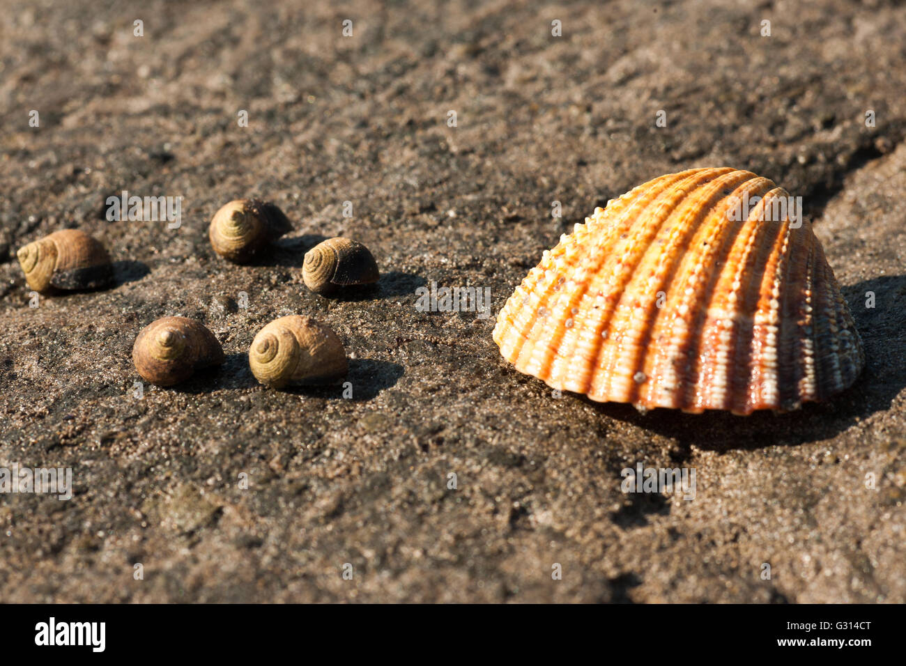 Shells on a rocky beach nr Anstruther, Fife, Scotland Stock Photo - Alamy