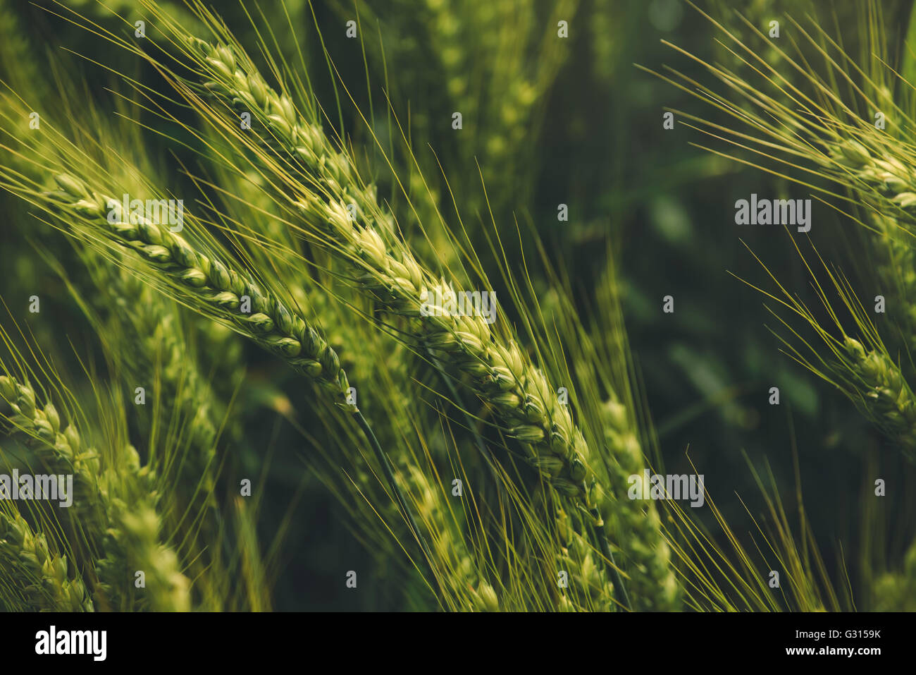 Green triticale ears, hybrid of wheat and rye growing in cultivated ...
