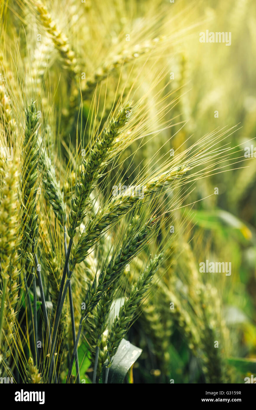 Triticale hi-res stock photography and images - Alamy